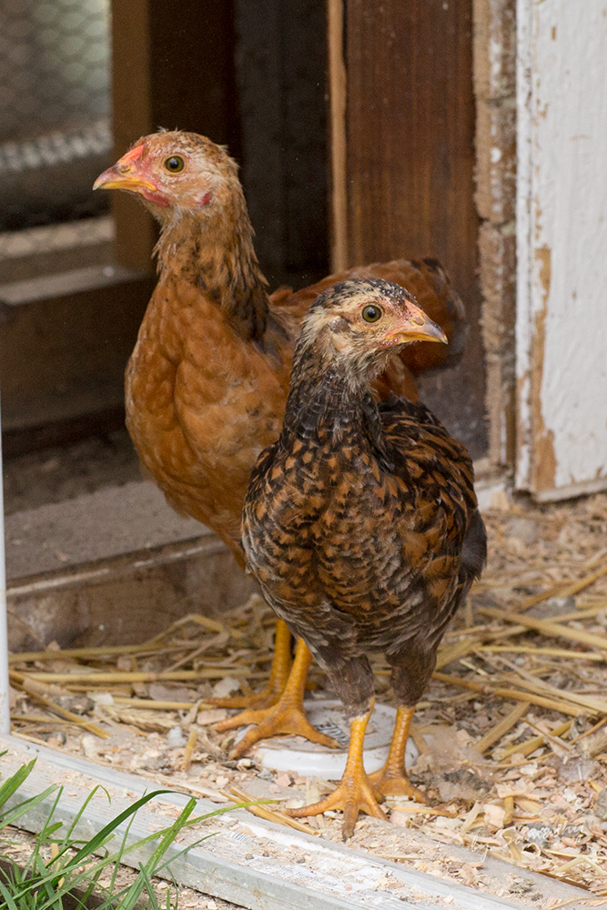 Unsere 2 kleinen Mischlinge – Sams Blog